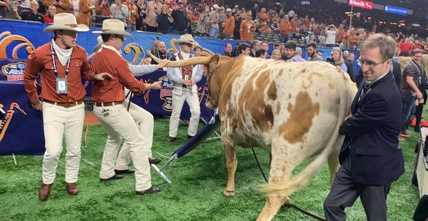 Bevo comes after Uga in scary mascot meeting