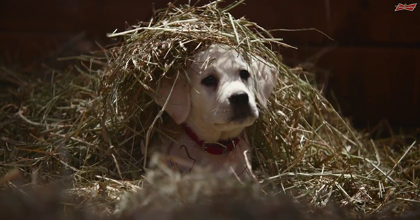 Budweiser's new puppy commercial dares you not to cry