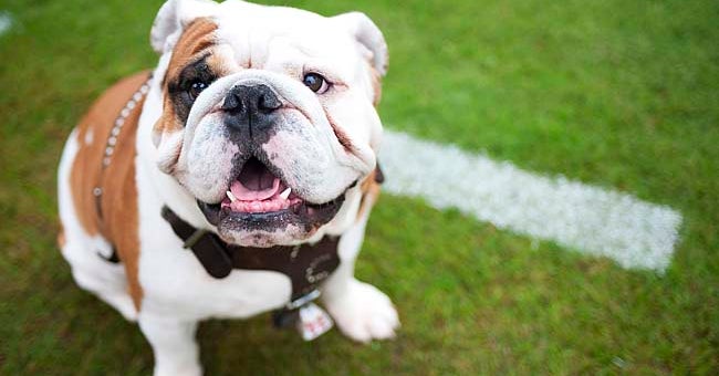 BONEYARD: Super Bulldog Weekend is here